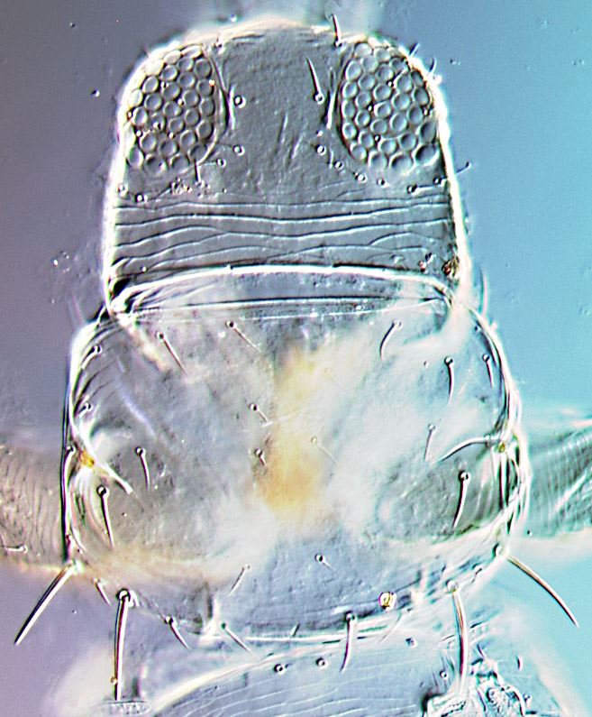 Factsheet - Hengduanothrips