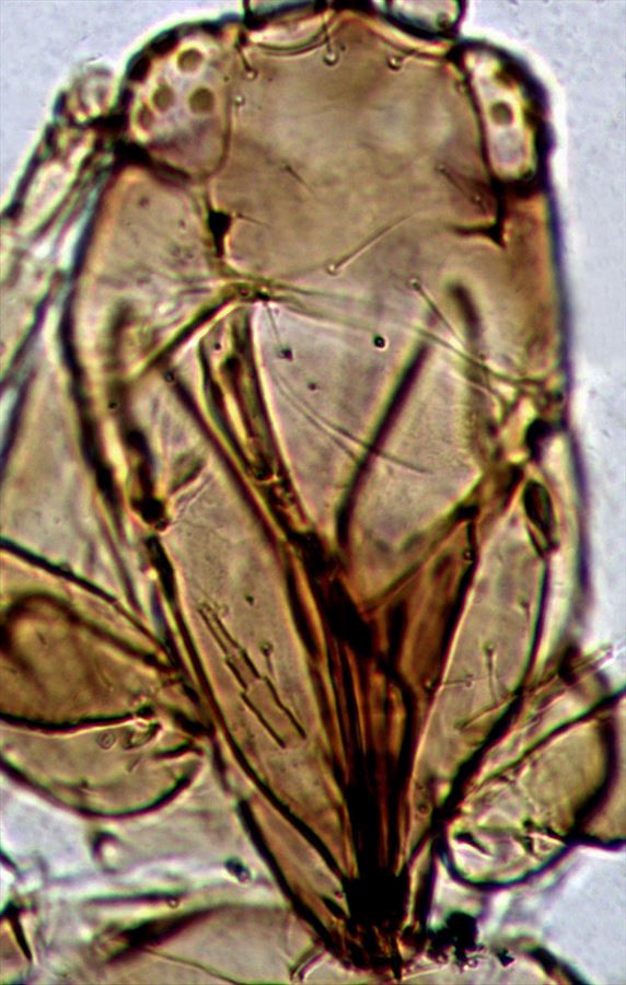 Factsheet - Oxythrips