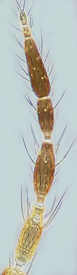 Factsheet - Taeniothrips