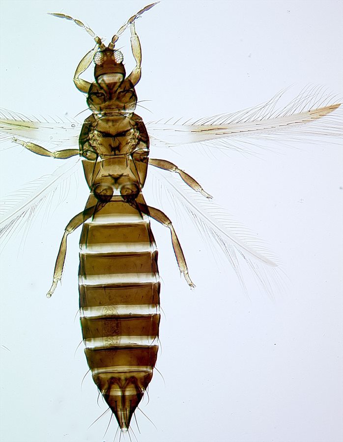 Factsheet - Taeniothrips